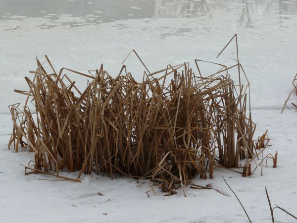 tall grass texture 0037 - Texturelib